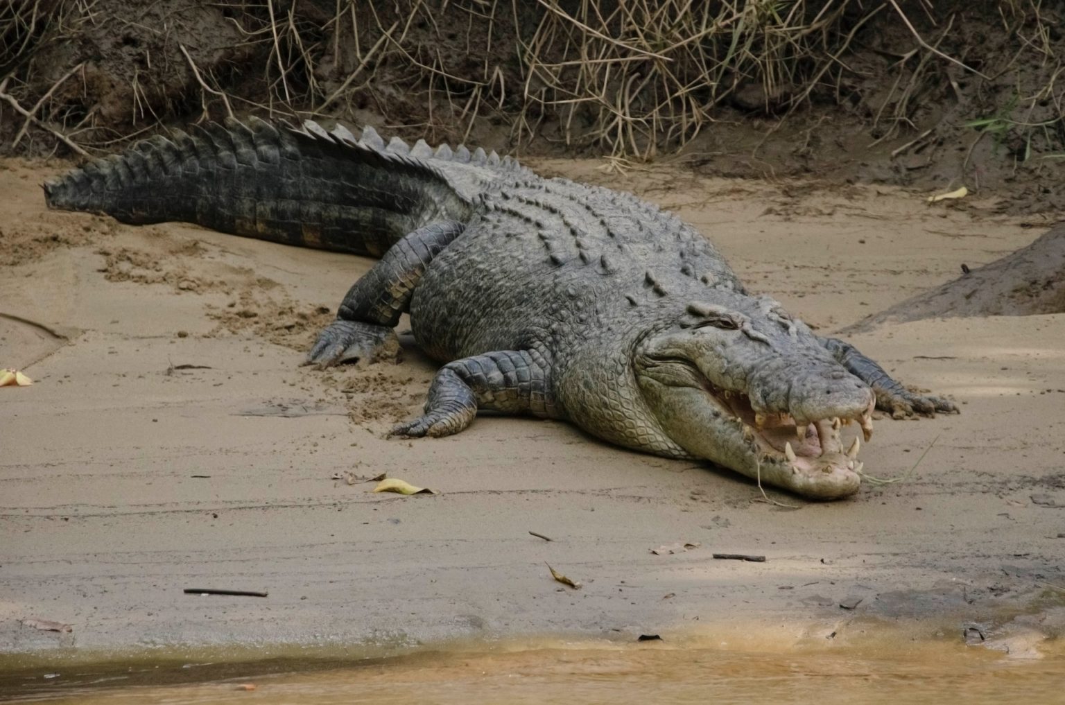 How to see the Crocodiles of Daintree Rainforest? - Melbourne’s Best Tours